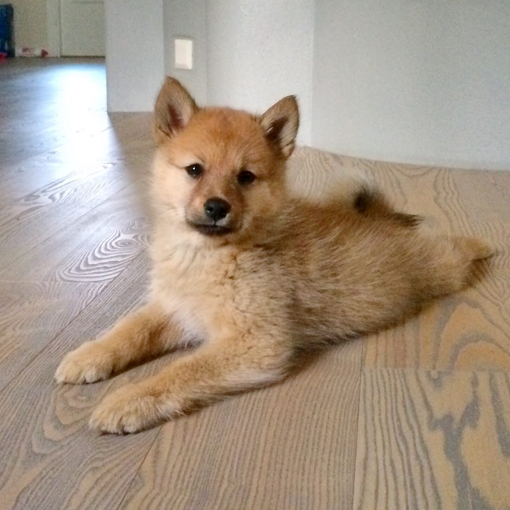 Suomenpystykorva pentu - Suomenpystykorva