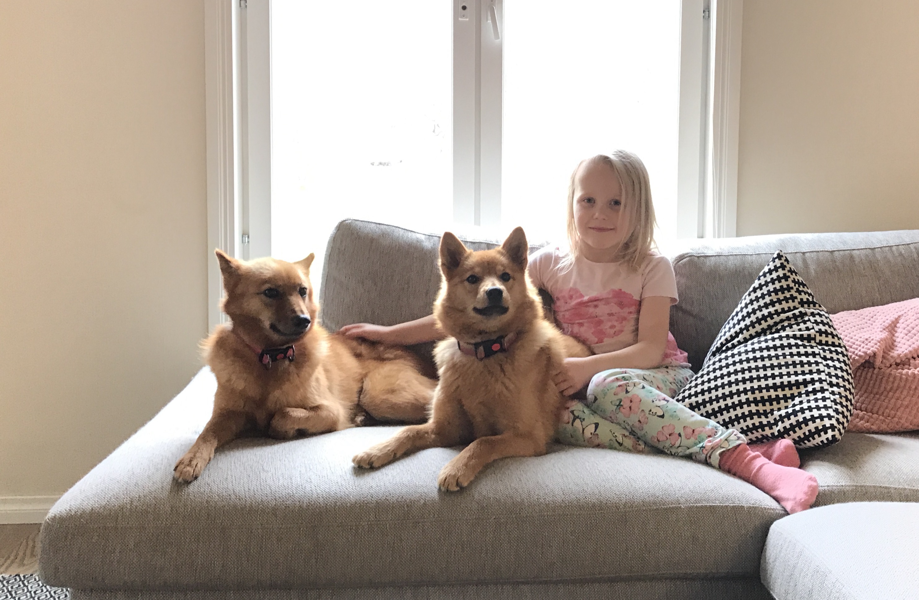 suomenpystykorva perhe - Suomenpystykorva