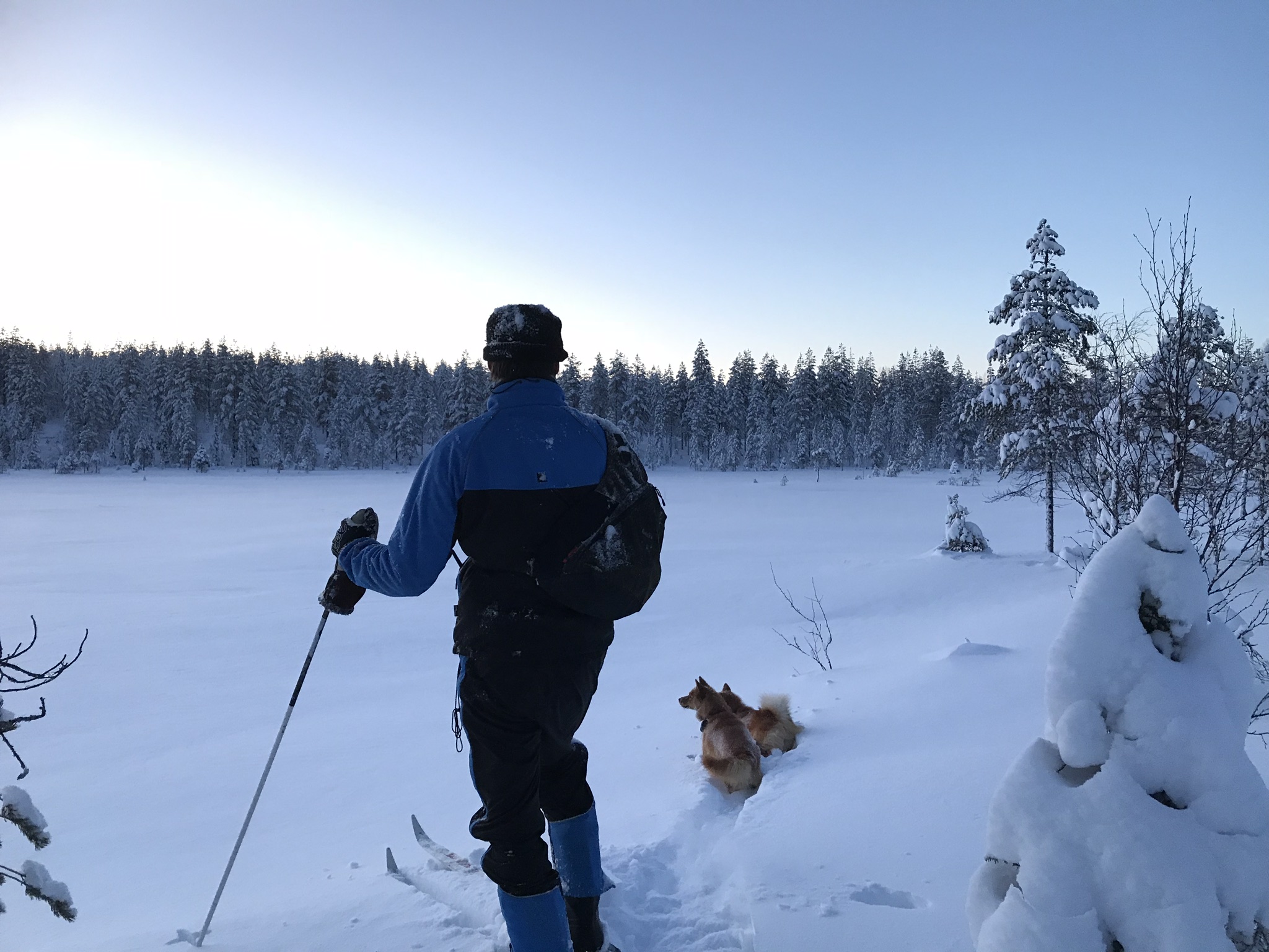 Metsästys Suomenpystykorvalla - Suomenpystykorva