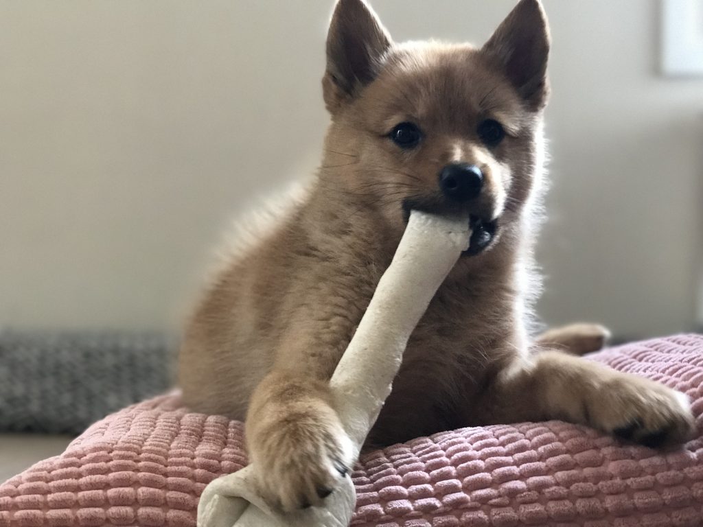 arjessa Archives - Suomenpystykorva