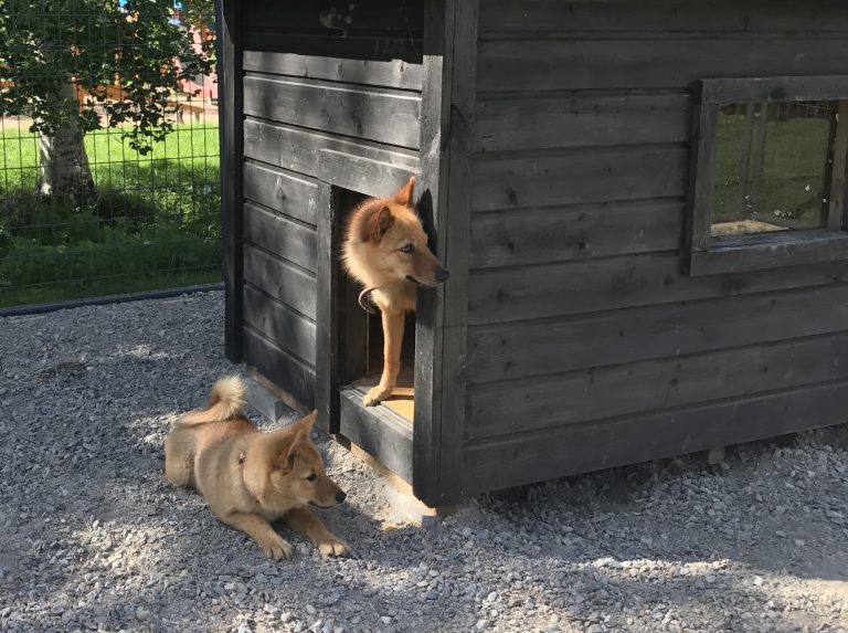 Suomenpystykorva ei hauku turhaan - Suomenpystykorva