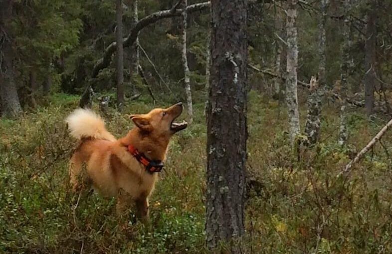 suomenpystykorva haukkuu näätää syksyllä - Suomenpystykorva