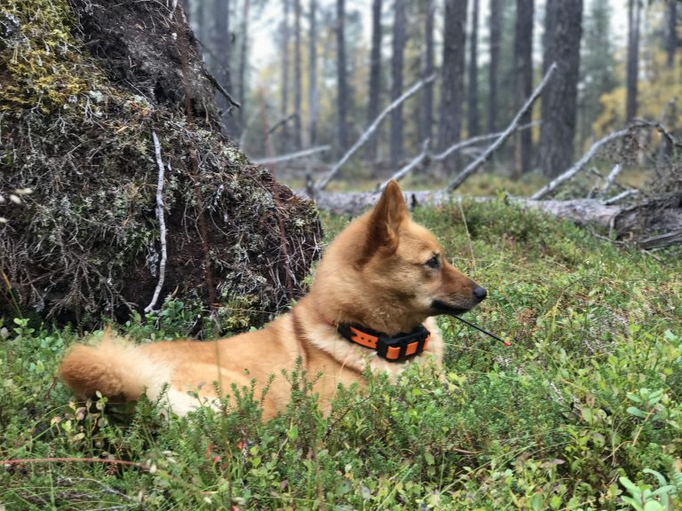 riistakolmiolaskennat Archives - Suomenpystykorva